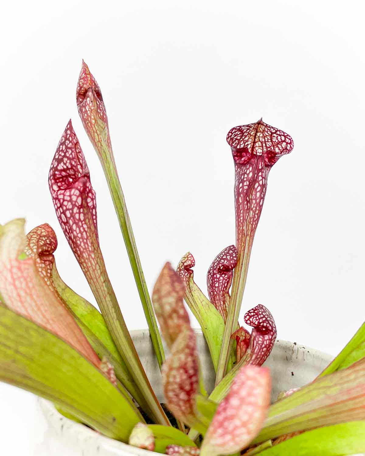 Mesožderka Sarracenia 'Scarlet Belle' (M) - DŽUNGLA PLANTS