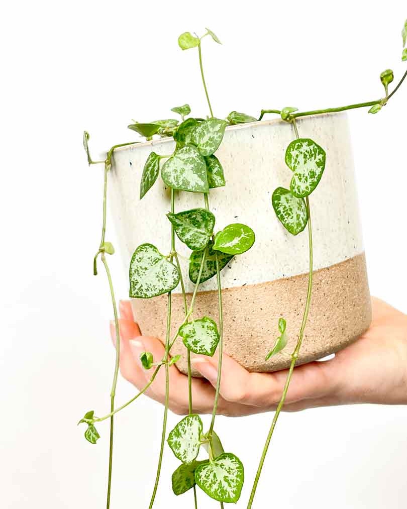 String of arrows (M) - DŽUNGLA PLANTS