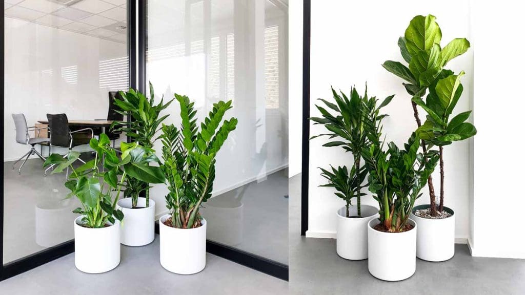 Biljke za urede - Džungla Plants