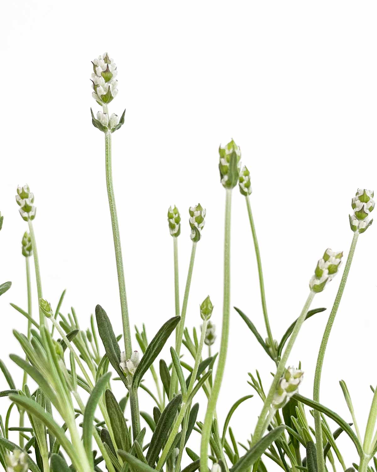 Bijela Lavanda (Lavandula angustifolia 'Ellagance Ice') (M) - DŽUNGLA ...