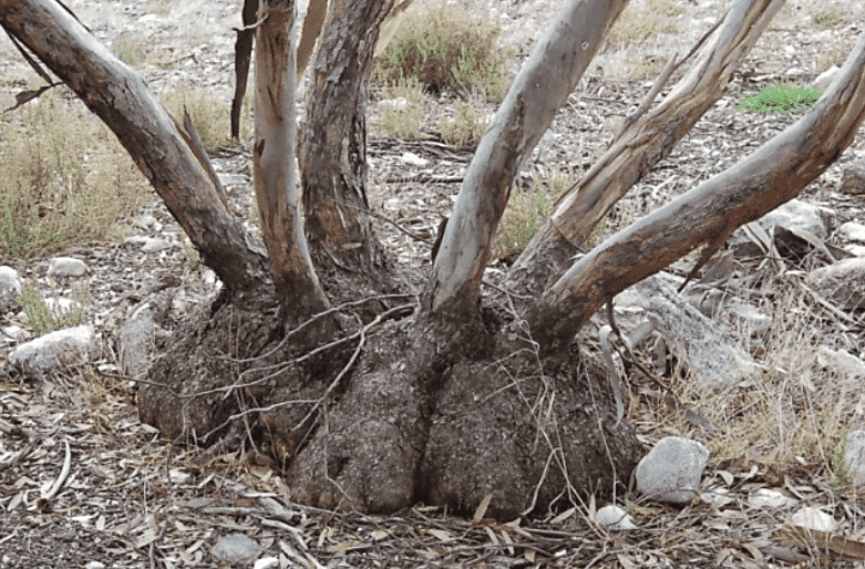 Njega eukaliptusa - Džungla Plants