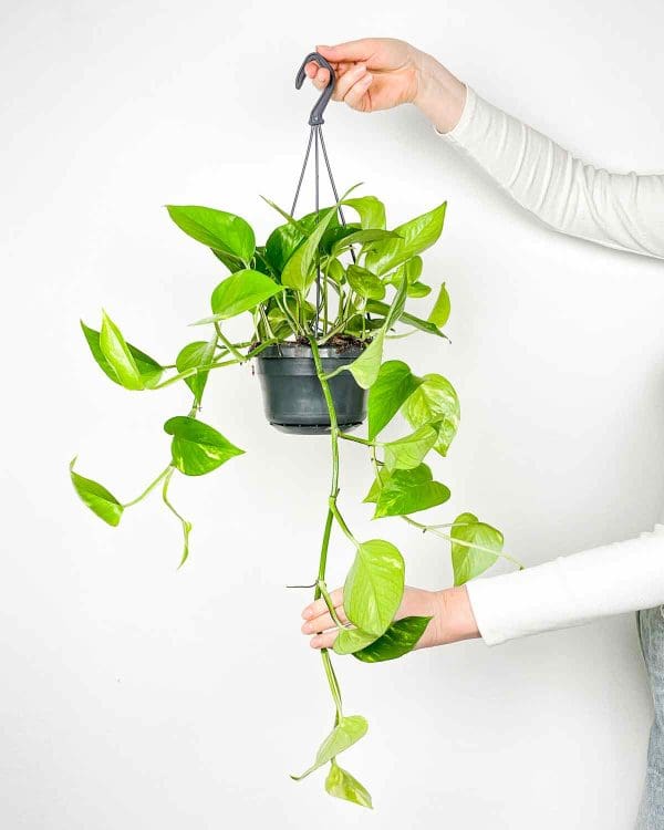 Dischidia nummularia 'String of nickels' - Džungla Plants