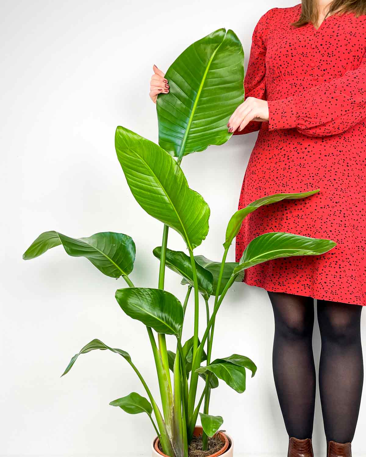 Strelicija ‘Alba’ (Strelitzia nicolai) (XL) - Džungla Plants