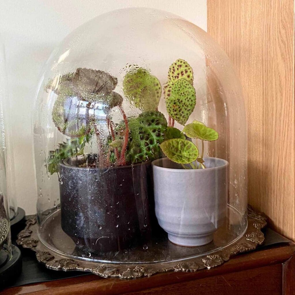 Zašto biljke plaču - što je gutacija? - Džungla Plants