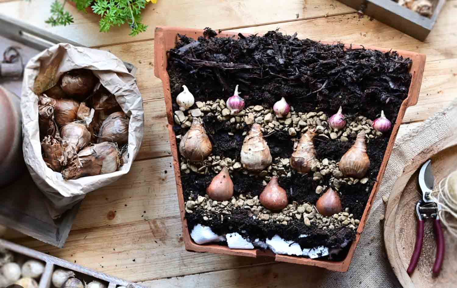 Sadnja biljaka u jesen: Zašto i kako to pravilno učiniti? - Džungla Plants