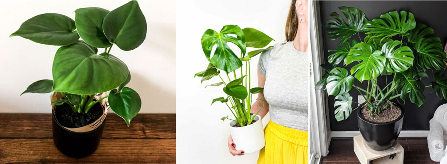 Kako razmnožavati monstere? - Džungla Plants