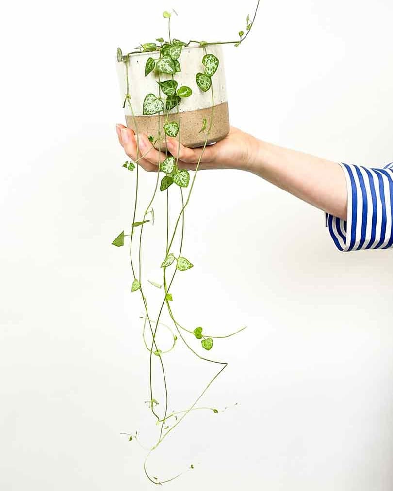 String of arrows (M) - Džungla Plants