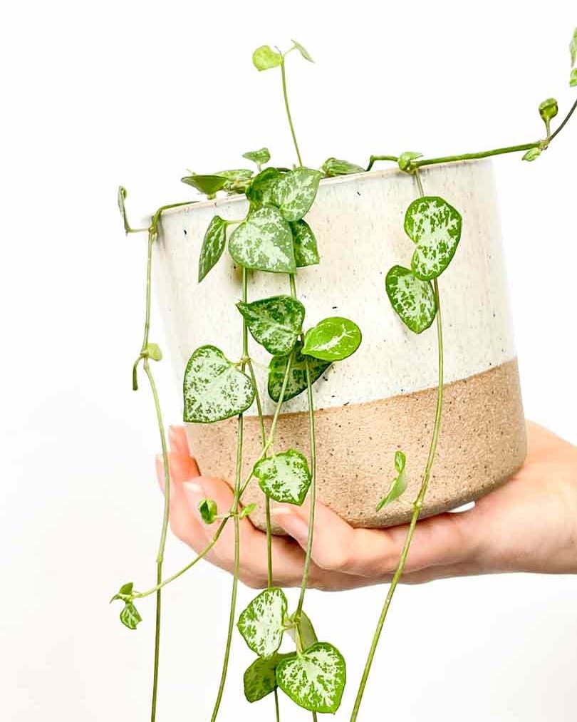 String of arrows (M) - Džungla Plants