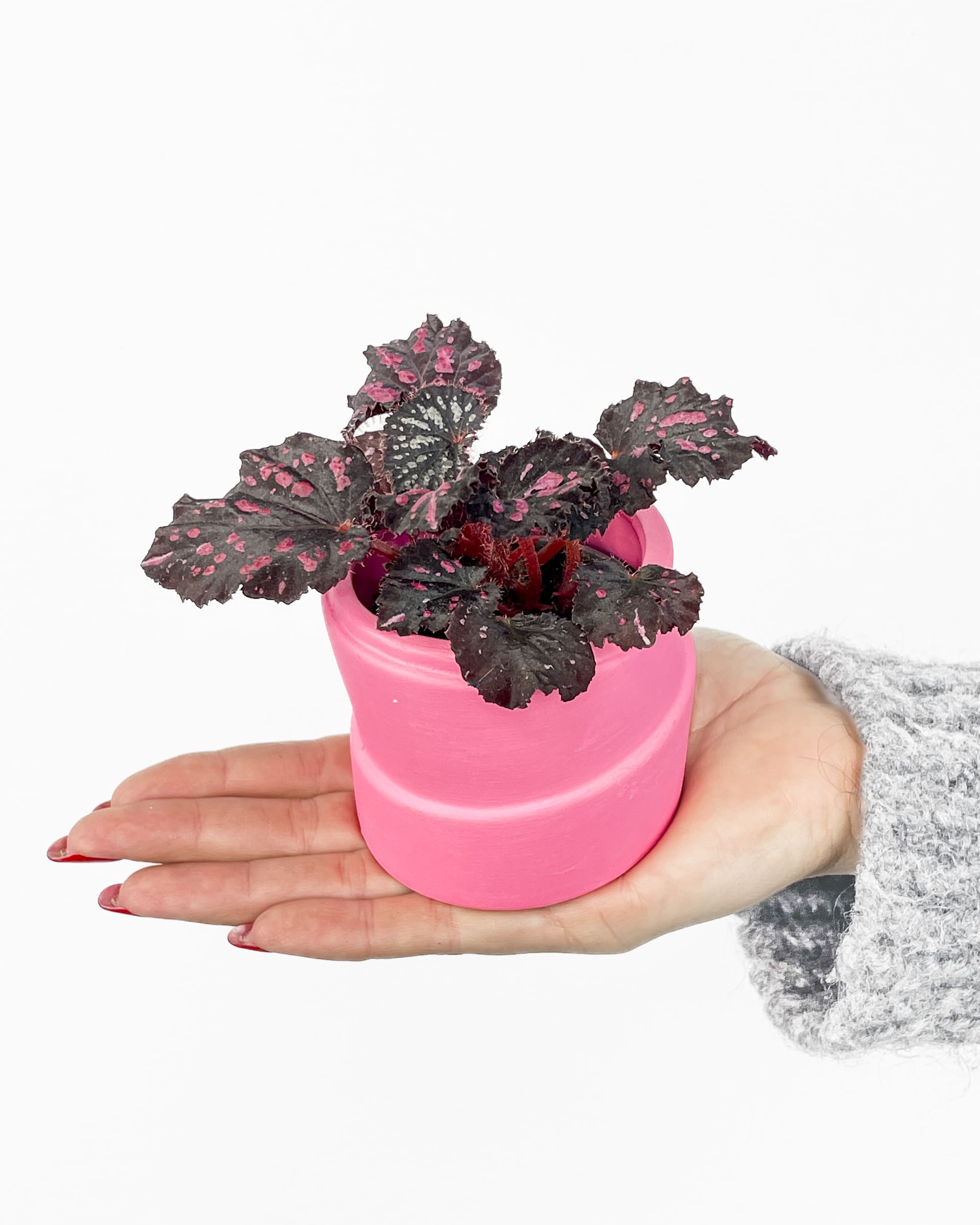 Begonia Rex 'Pink Pop' (XS) - Džungla Plants