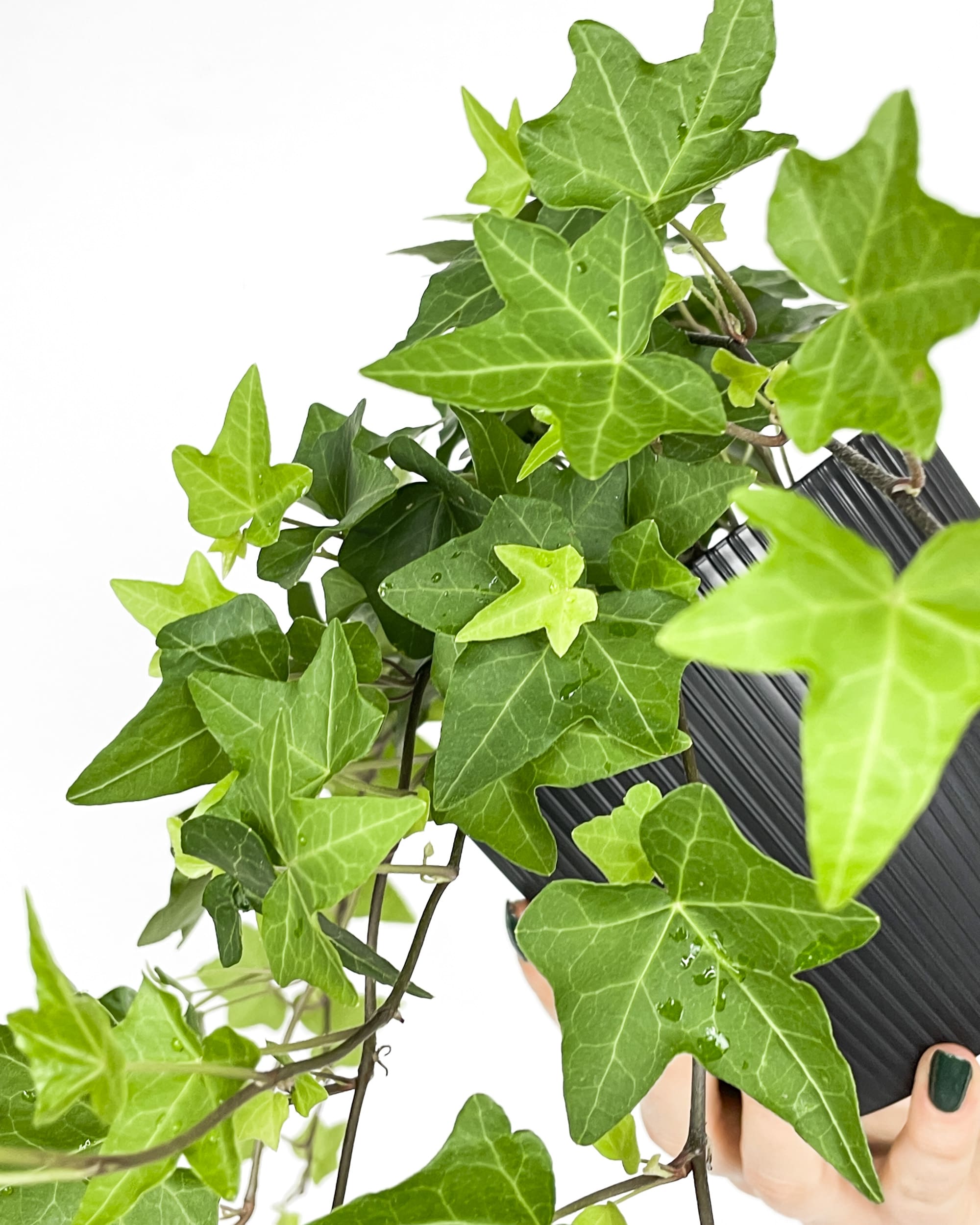 Bršljan 'Pittsburgh' (Hedera helix) (M) - Džungla Plants