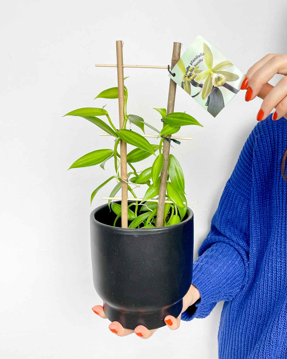 Vanilija (Vanilla planifolia) (M) - Džungla Plants