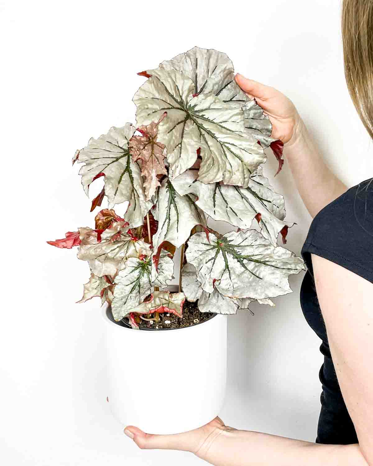 Begonia 'Looking glass' (M) - Džungla Plants