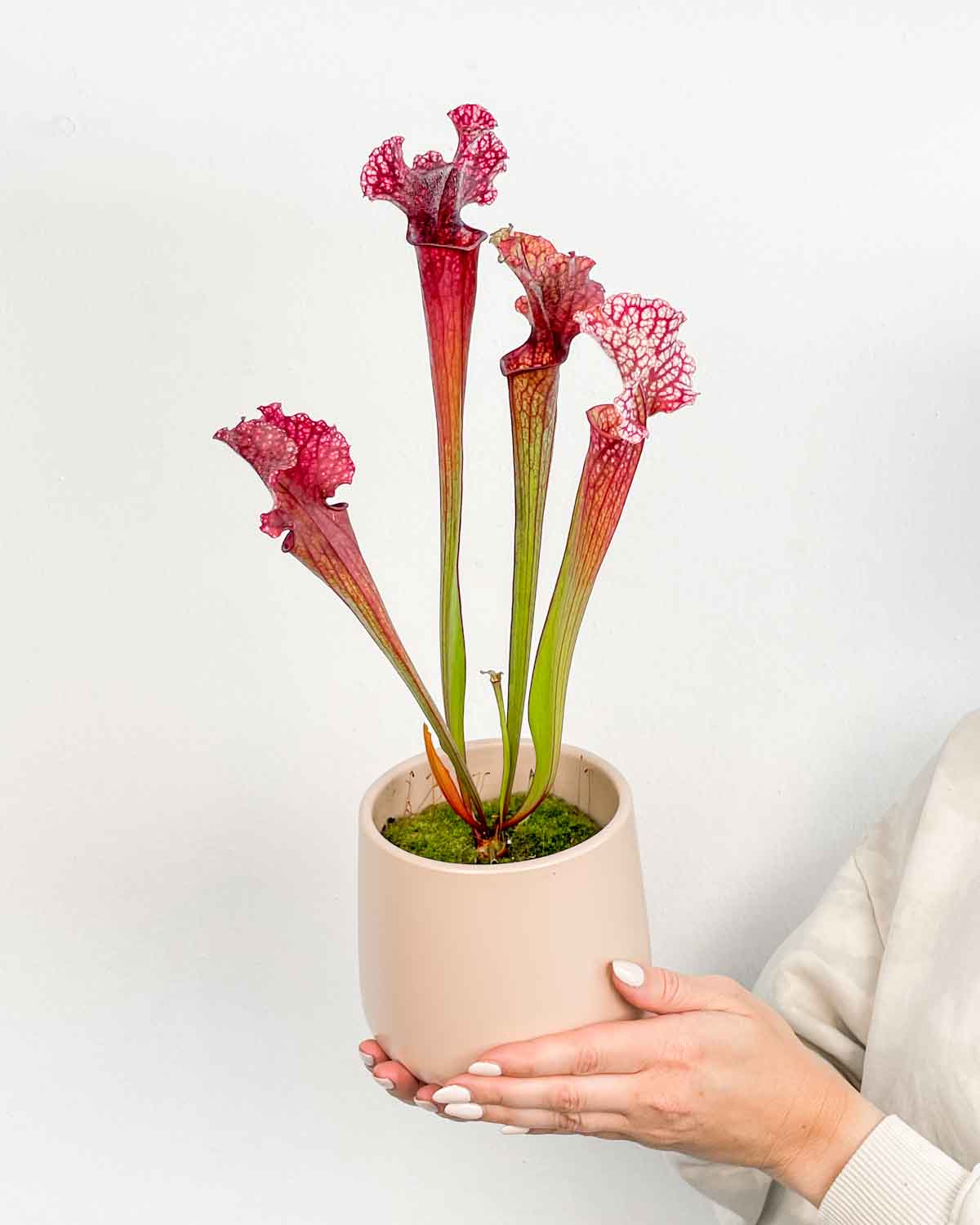 Mesožderka Sarracenia 'Judith Hindle' (M) - Džungla Plants