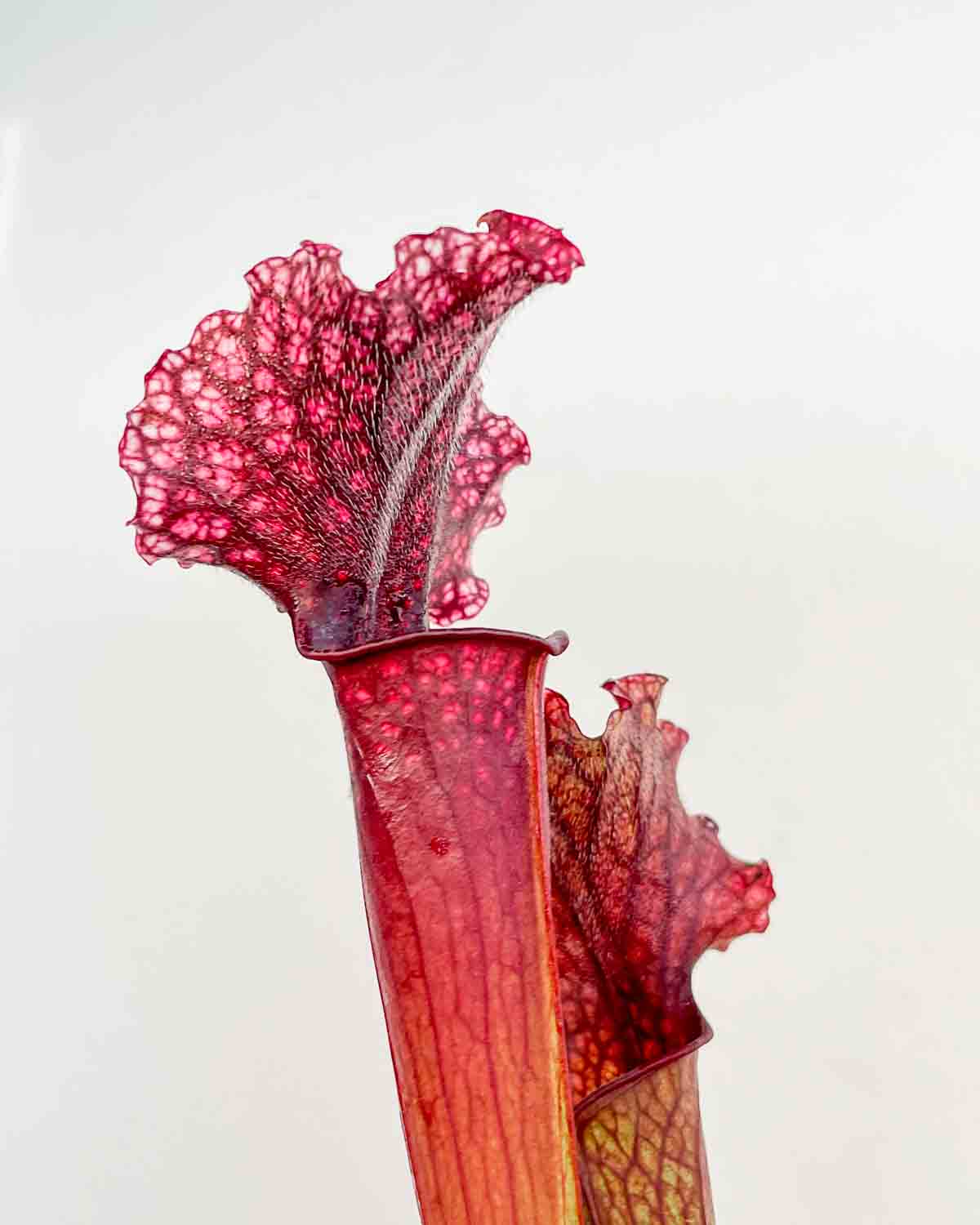 Mesožderka Sarracenia 'Judith Hindle' (M) - Džungla Plants