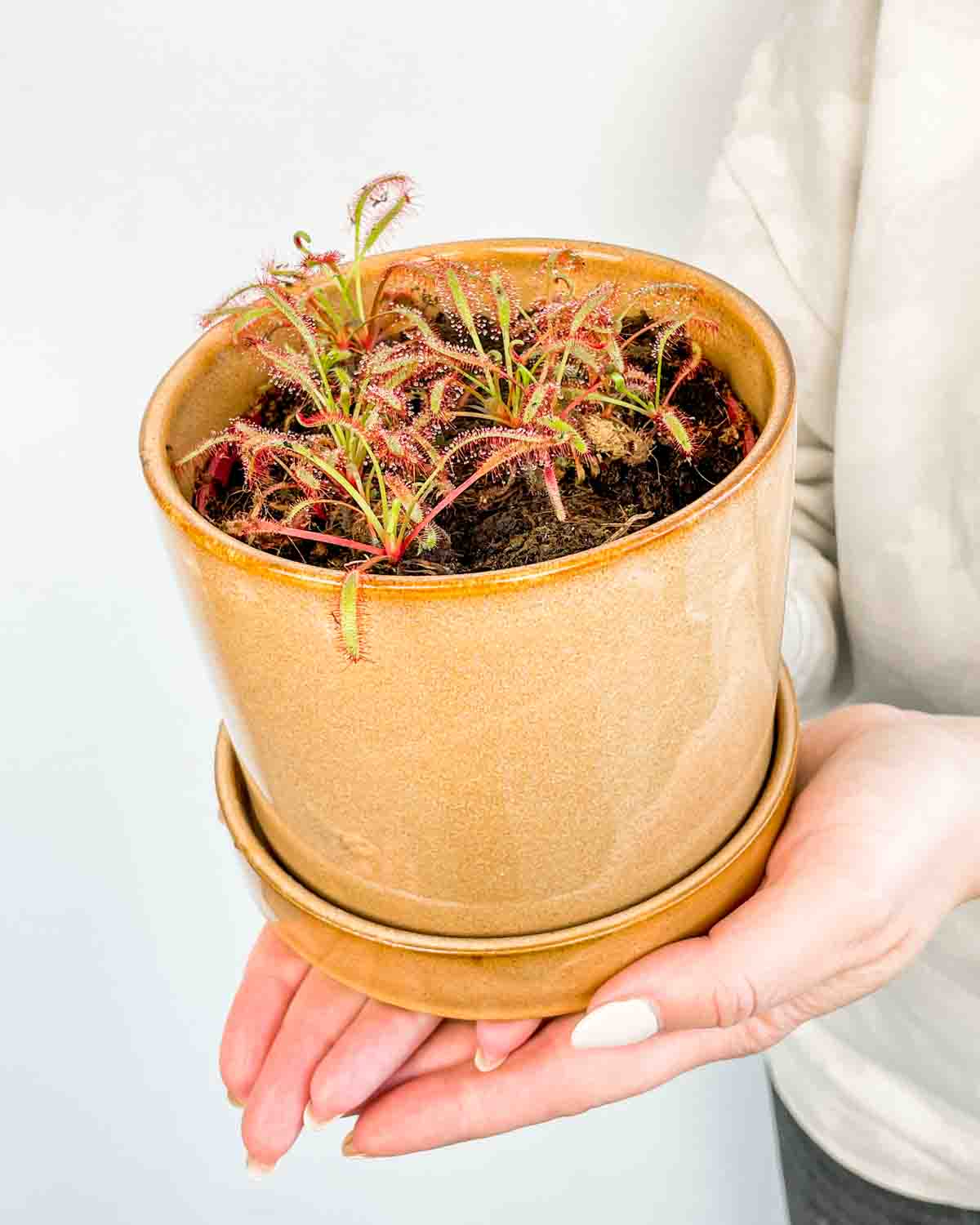 Mesožderka Drosera capensis (M) - Džungla Plants
