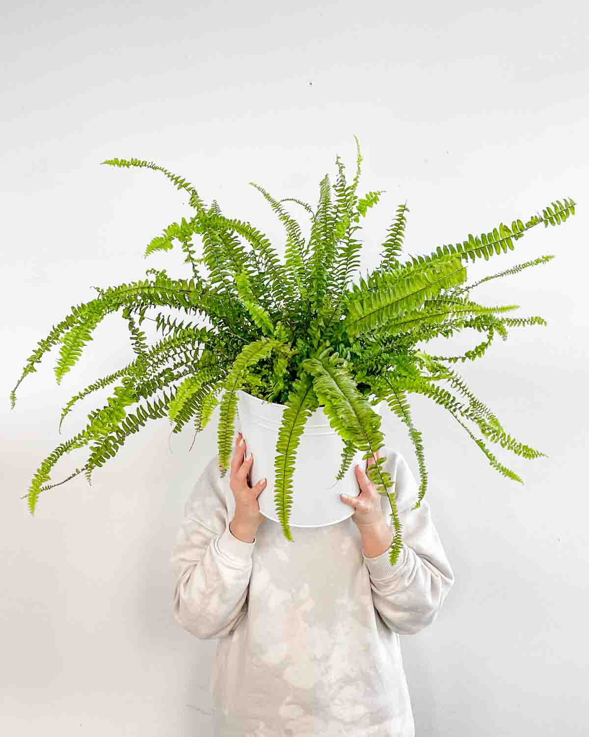 Paprat Nephrolepis exaltata 'Green Lady' (XXL) - Džungla Plants