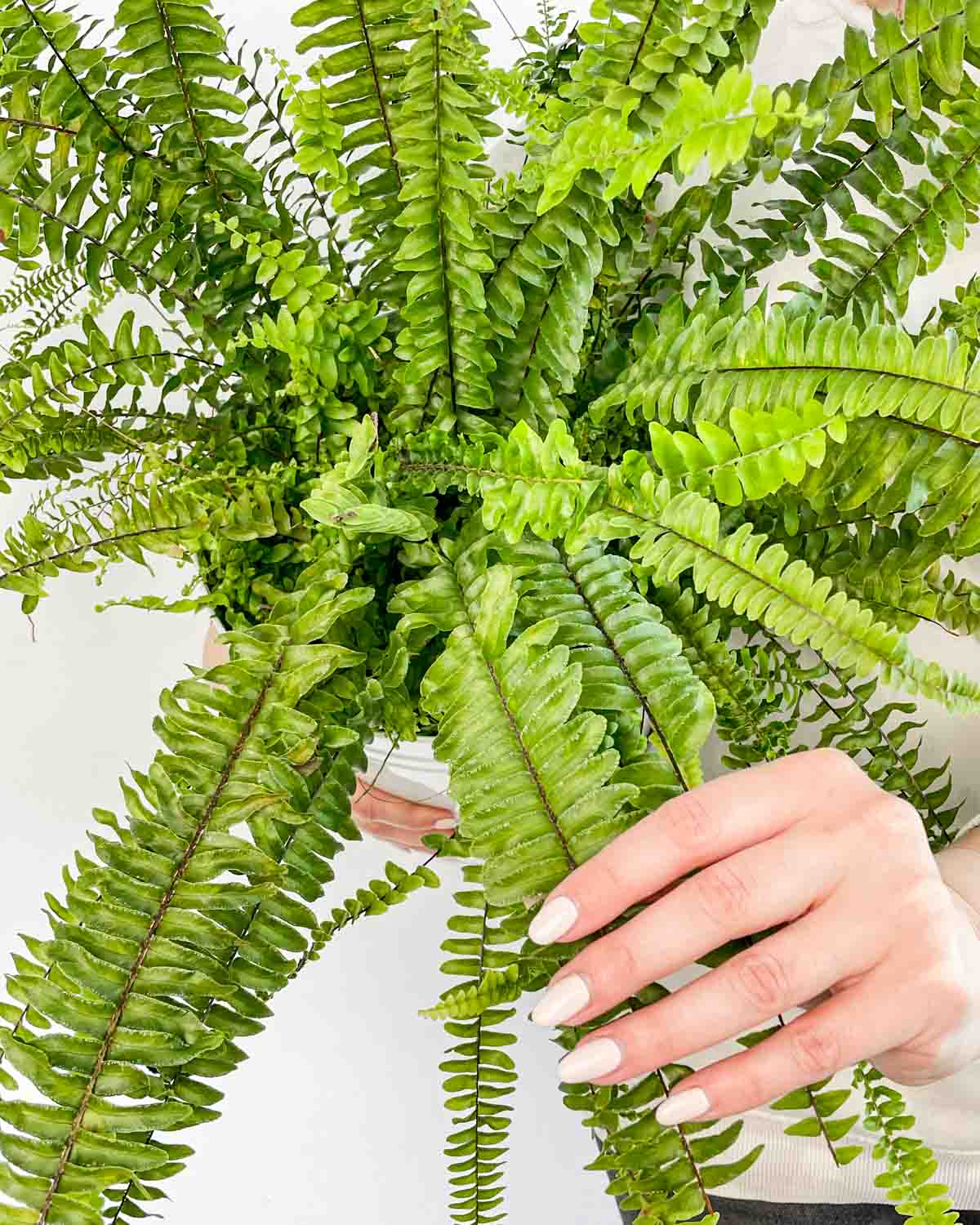 Paprat Nephrolepis exaltata 'Green Lady' (XXL) - Džungla Plants