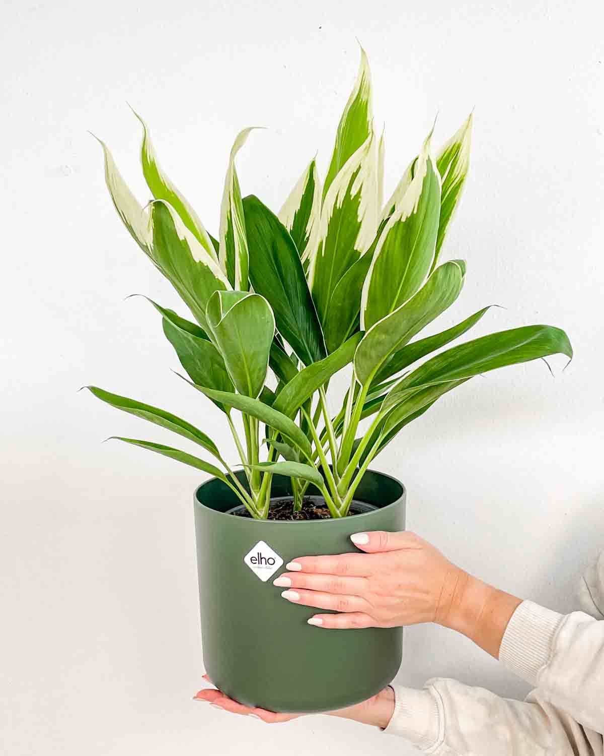 Cordyline fruticosa 'Conga' (L) - Džungla Plants