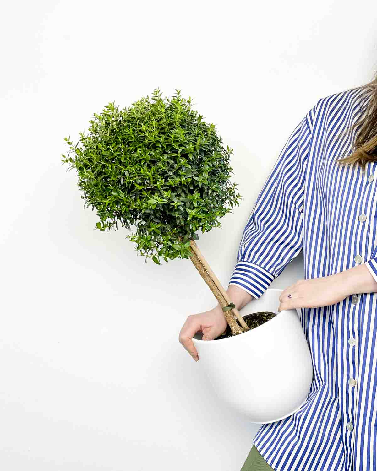 Myrtus communis (Obična mirta) (L) - Džungla Plants