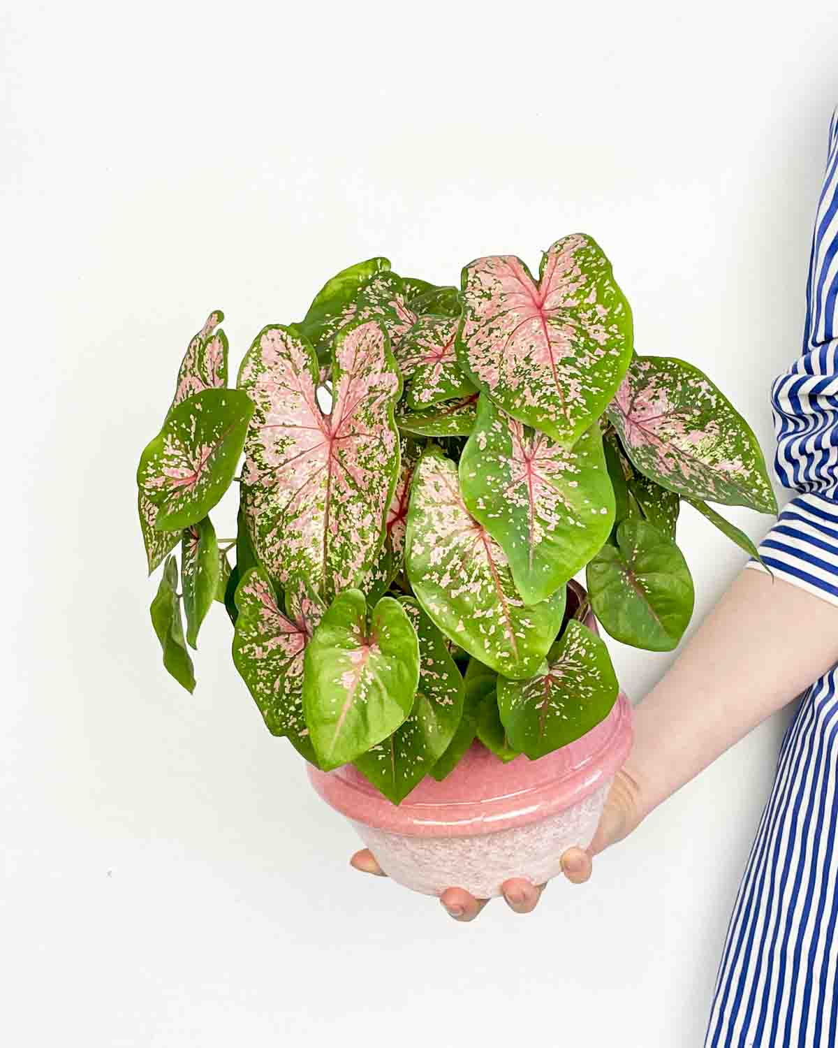 Caladium 'Pink Beauty' (M) - Džungla Plants