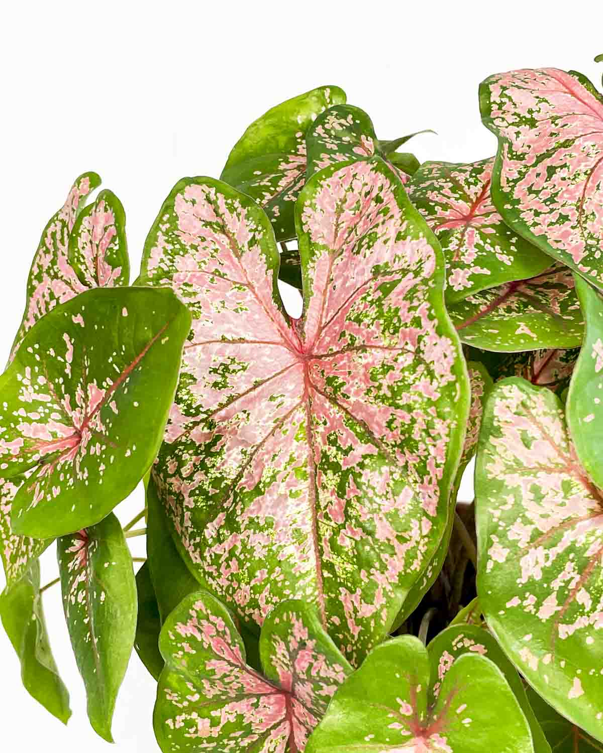 Caladium 'Pink Beauty' (M) - Džungla Plants