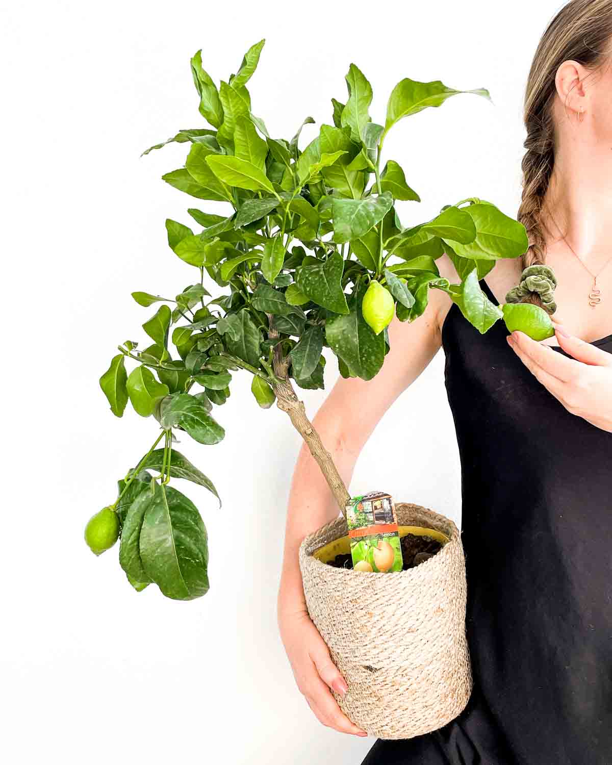 Limun (Citrus x limon) (M) - Džungla Plants