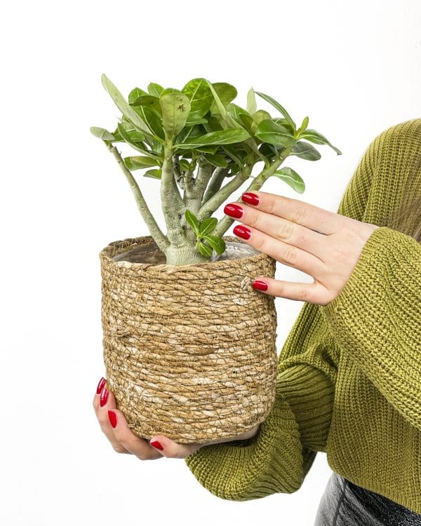 Pustinjski cvijet 'Picotee' (Adenium obesum) (S) - Džungla Plants