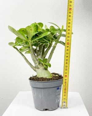 Pustinjski cvijet 'Picotee' (Adenium obesum) (S) - Džungla Plants