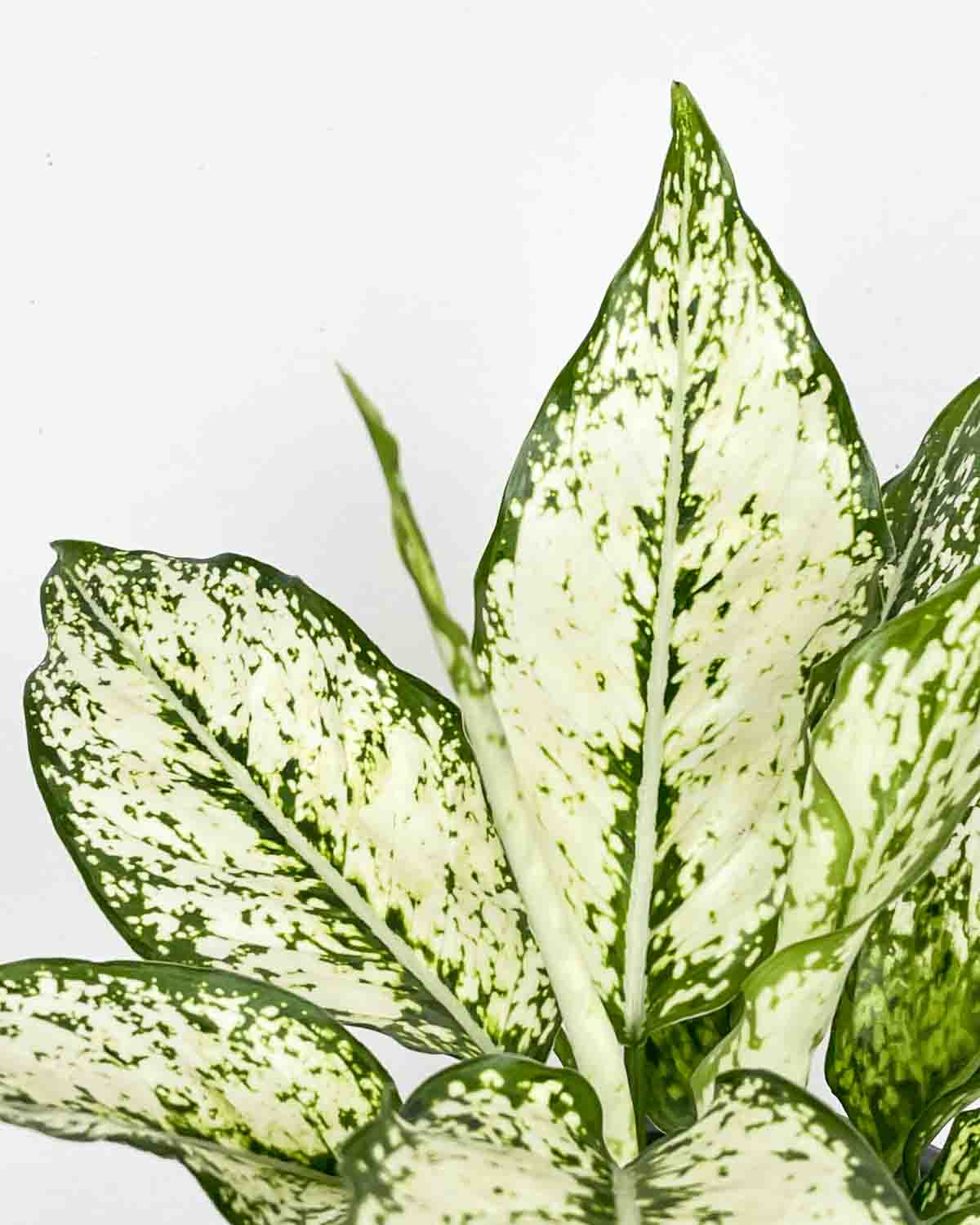 Aglaonema costatum 'First Diamond' (M) - Džungla Plants