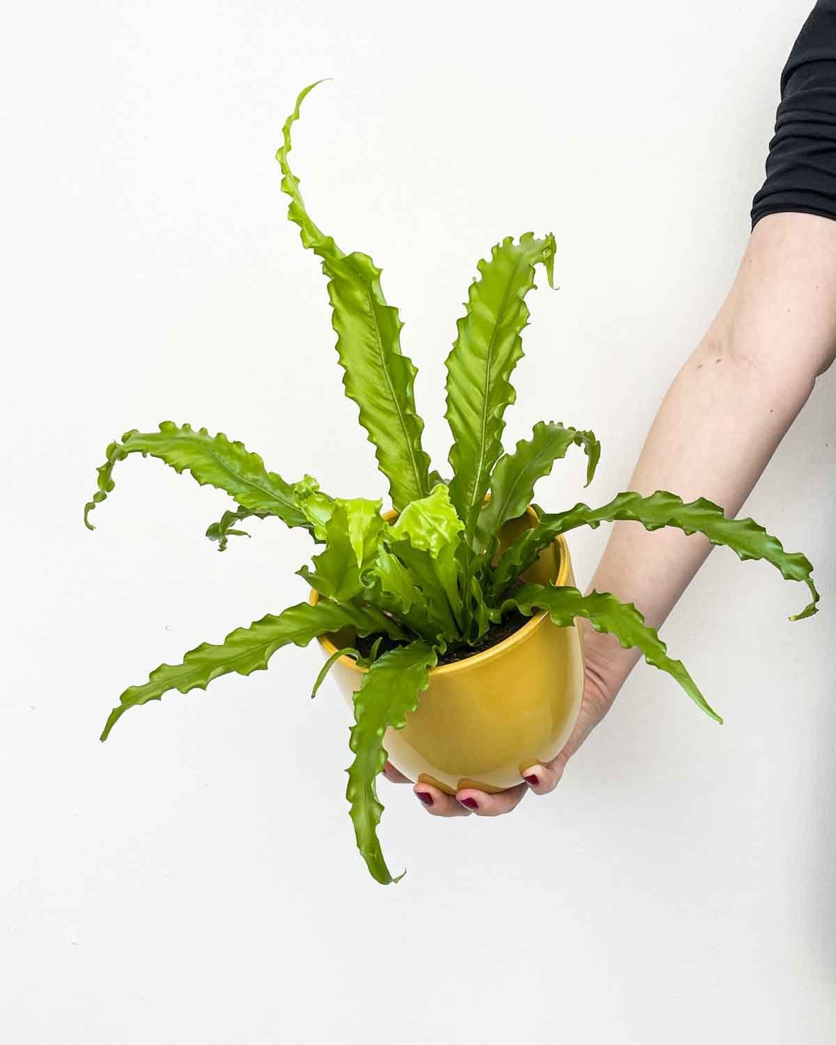 Paprat Asplenium antiquum 'Osaka' (M) - Džungla Plants