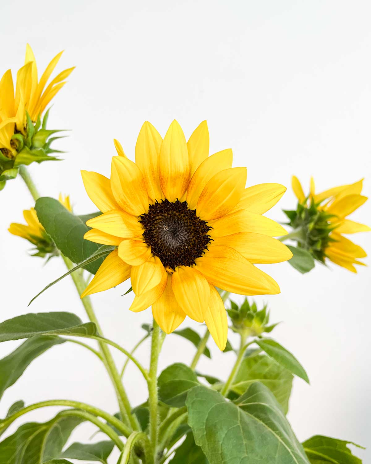 Suncokret 'Sunray' (Helianthus annuus) (L) - Džungla Plants
