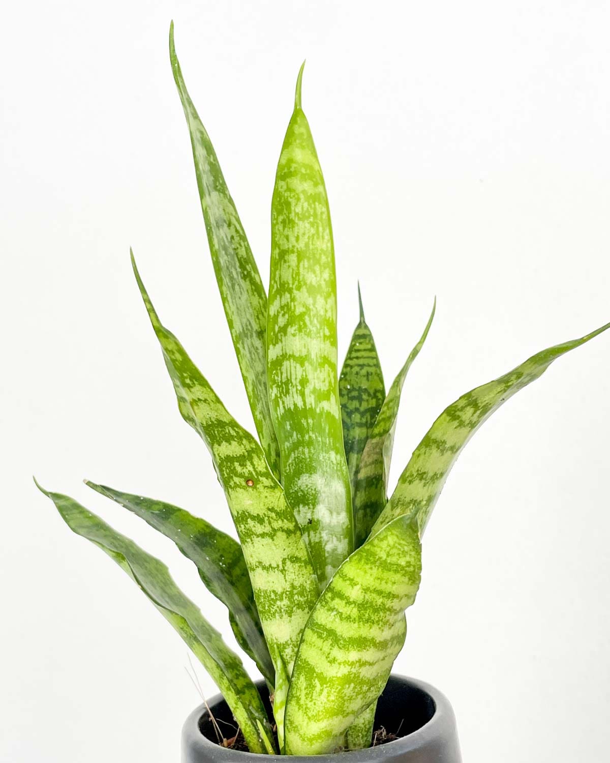 Svekrvin jezik (Sansevieria Zeylanica) (XS) - Džungla Plants