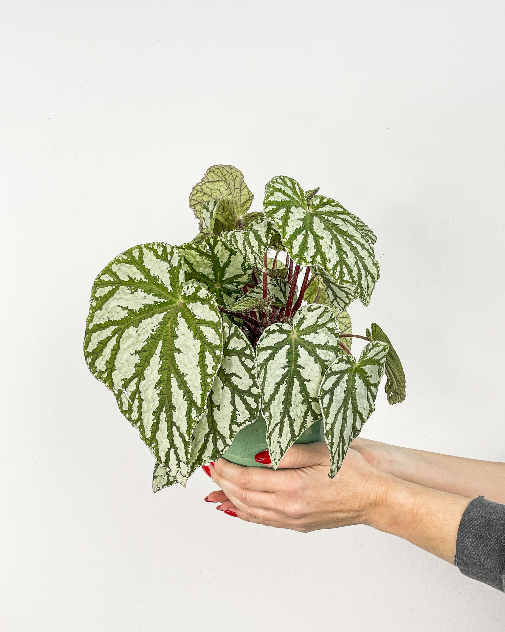 Begonia rex 'Magic Colours Tap Dance’ (M) - Džungla Plants
