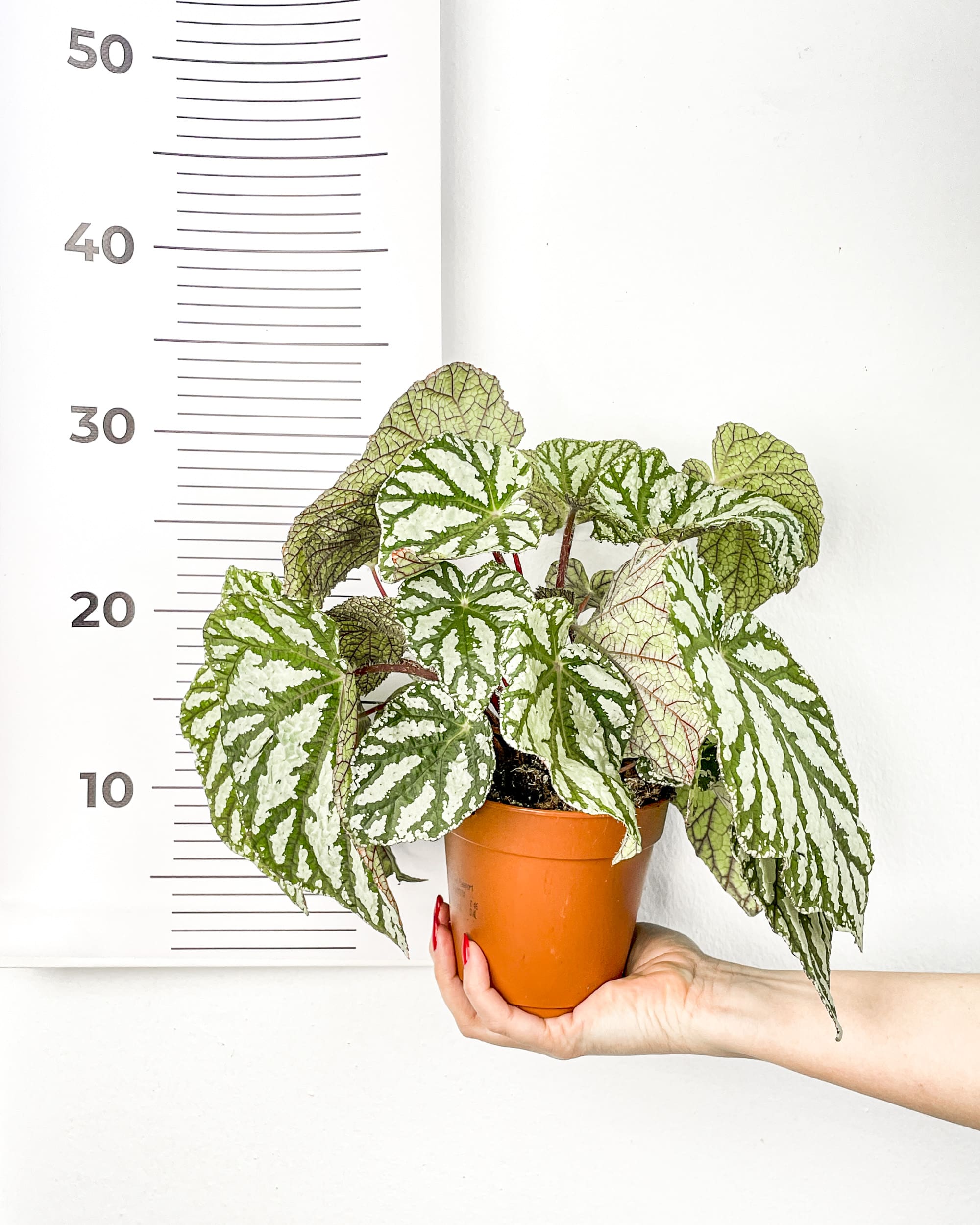 Begonia rex 'Magic Colours Tap Dance’ (M) - Džungla Plants