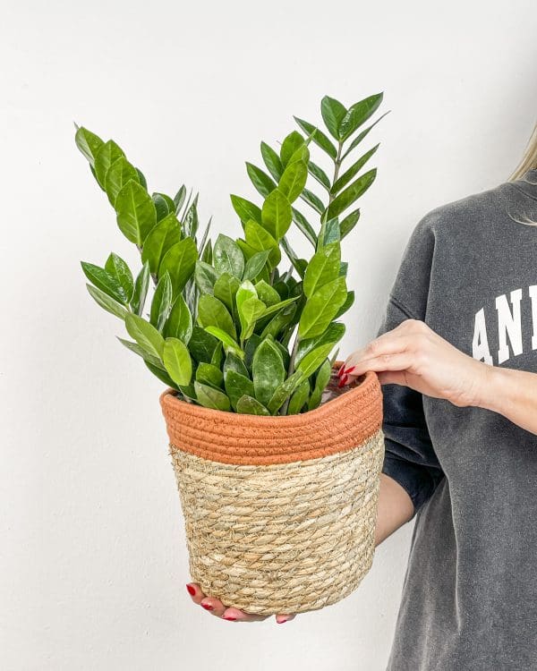 Zamija (Zamioculcas zamiifolia) (M) - Džungla Plants