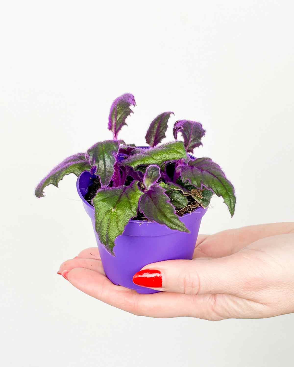 Gynura aurantiaca ‘Purple passion’ (S) - Džungla Plants