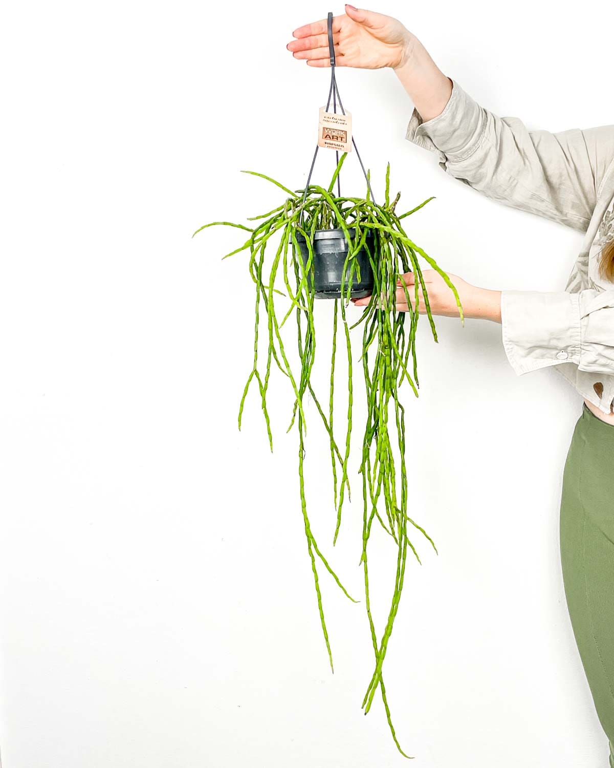 Rhipsalis paradoxa (M) - Džungla Plants