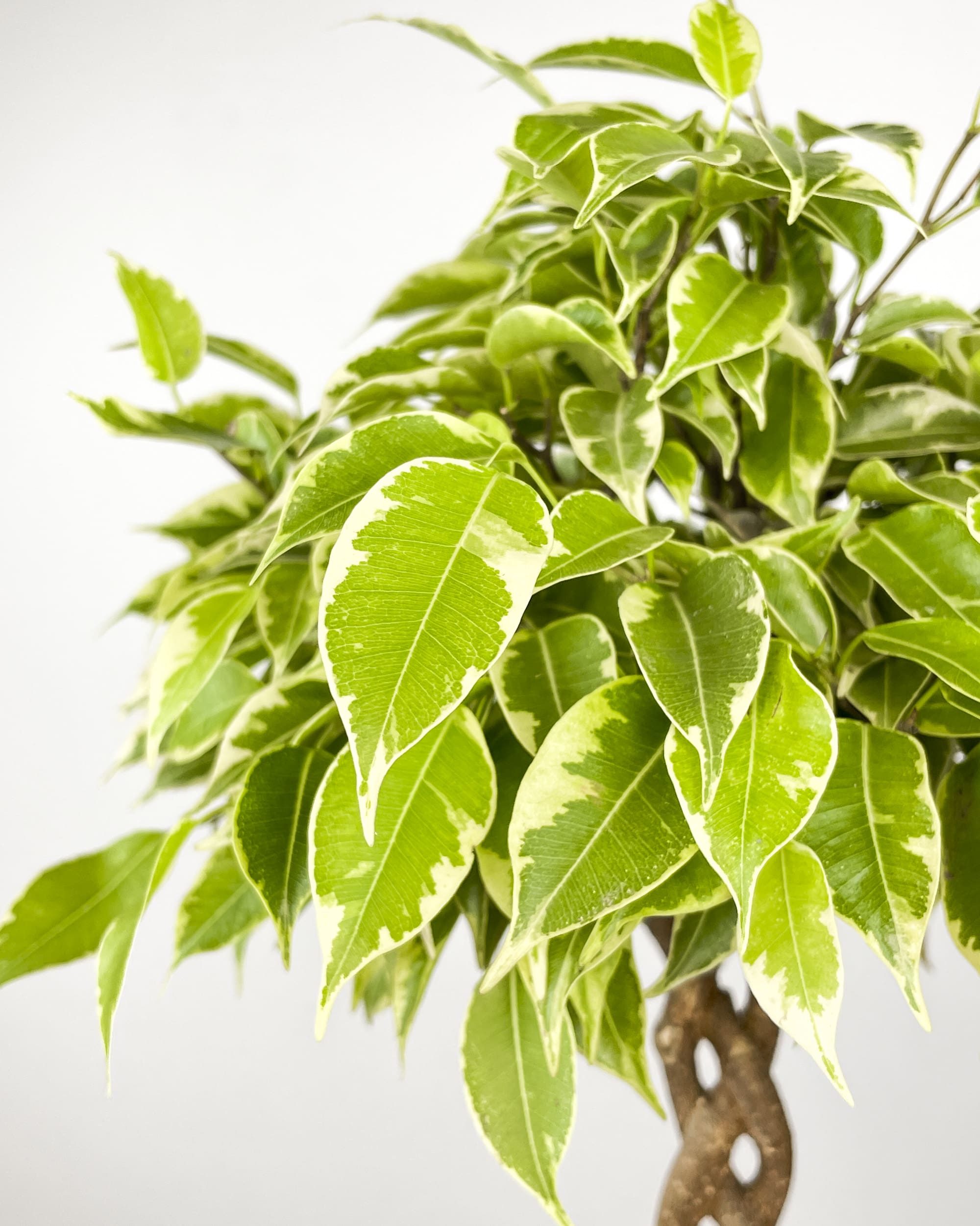 Ficus benjamina 'Bushy King' (M) - Džungla Plants