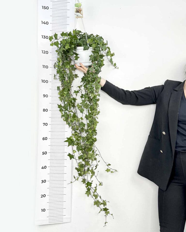 Bršljan 'Pittsburgh' (Hedera helix) (L) - Džungla Plants