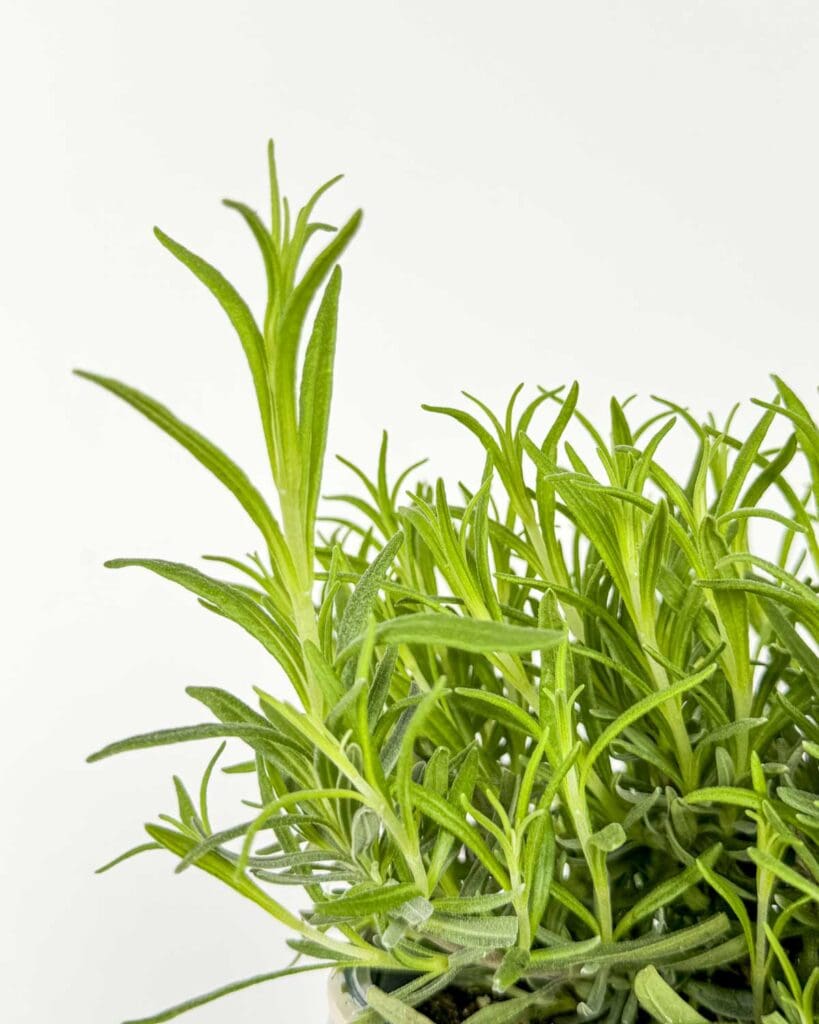 Bijela lavanda (Lavandula angustifolia 'Alba') (M) - Džungla Plants