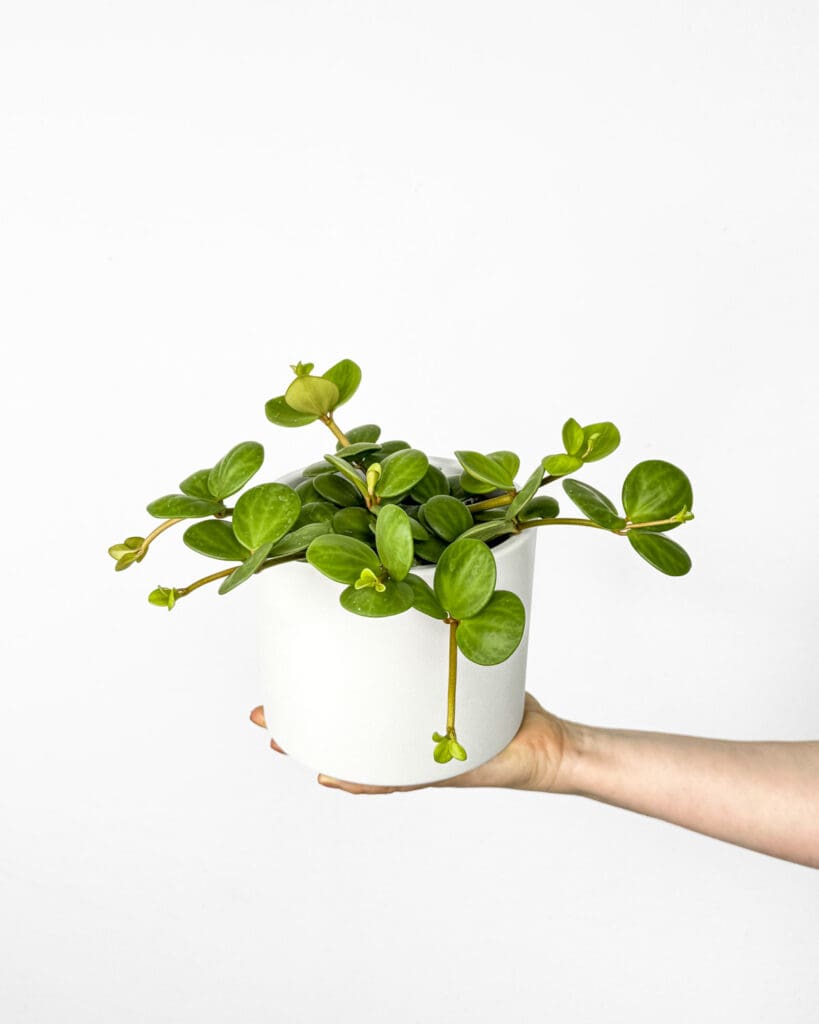 Dischidia nummularia 'String of nickels' - Džungla Plants