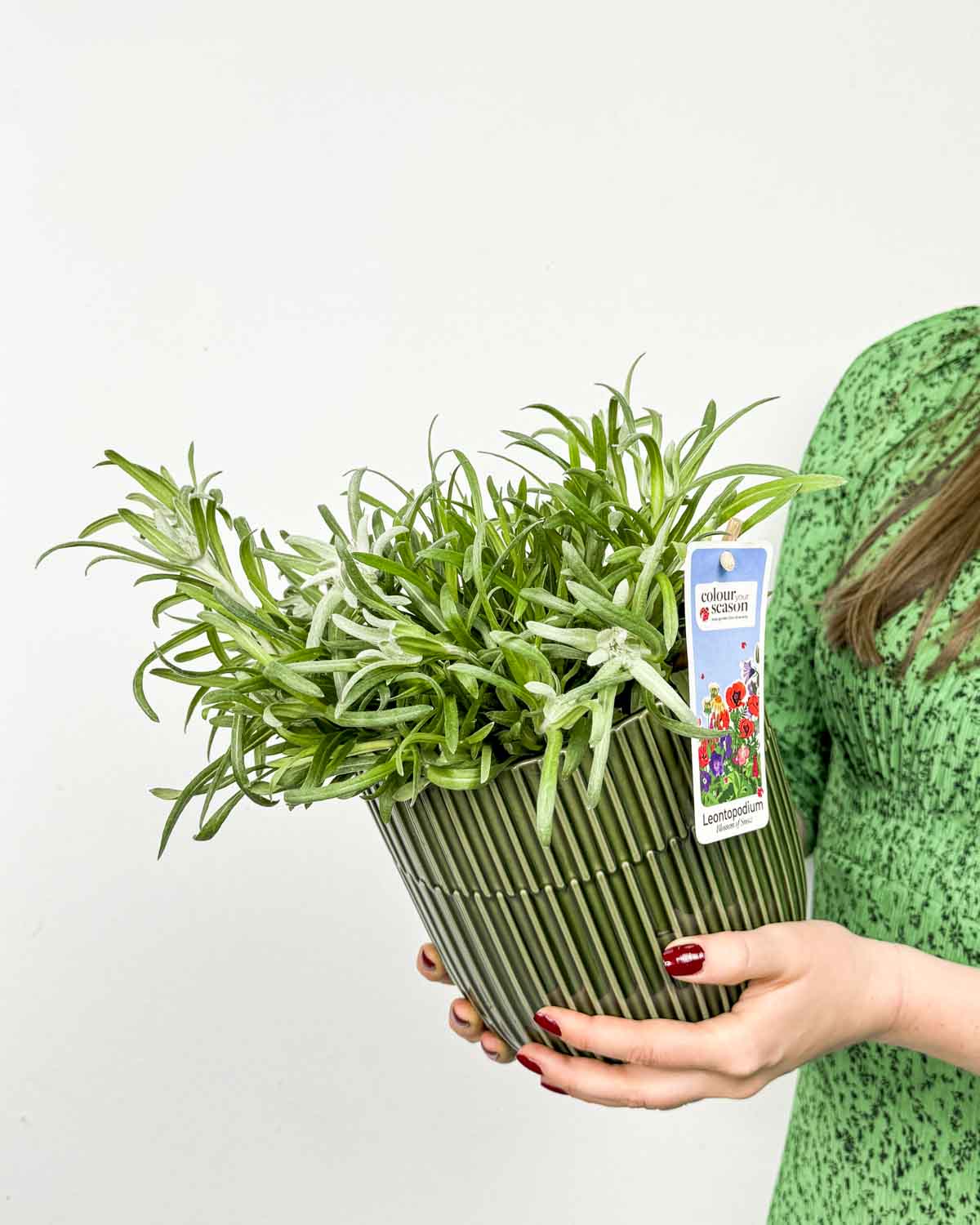 Planinski runolist ‘Blossom Of Snow’ (Leontopodium alpinum) (L ...