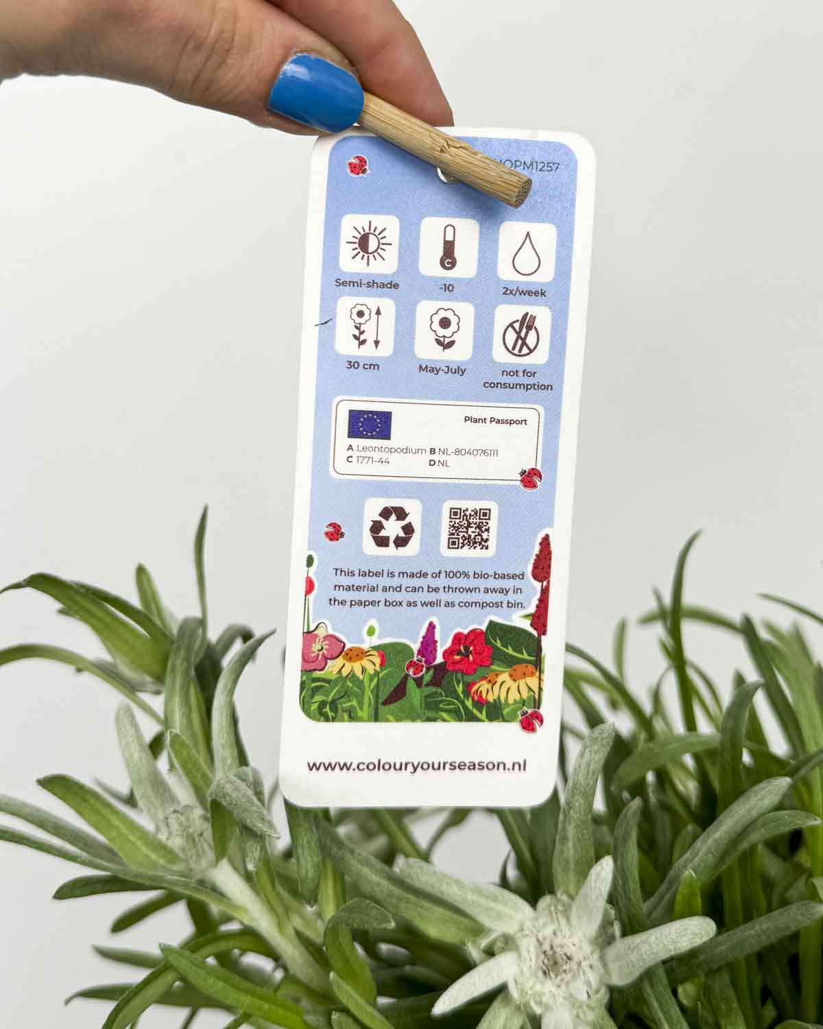 Planinski runolist ‘Blossom Of Snow’ (Leontopodium alpinum) (L ...