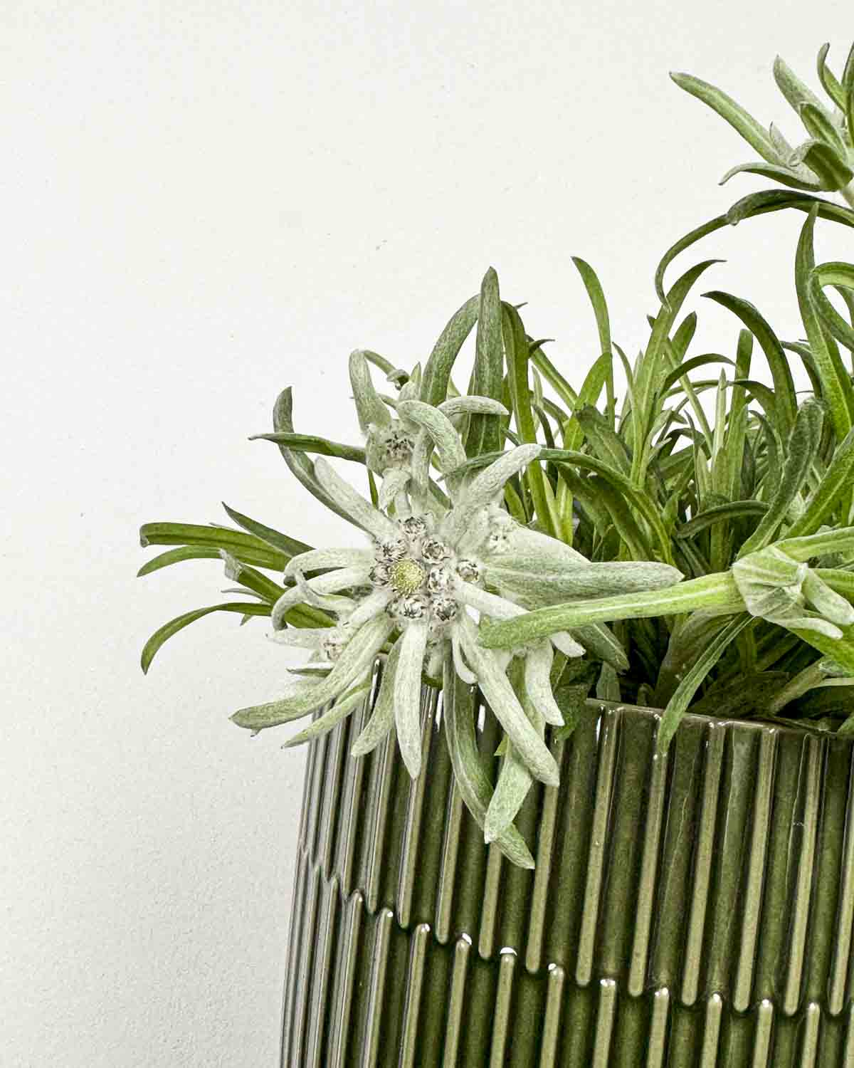 Planinski runolist ‘Blossom Of Snow’ (Leontopodium alpinum) (L ...