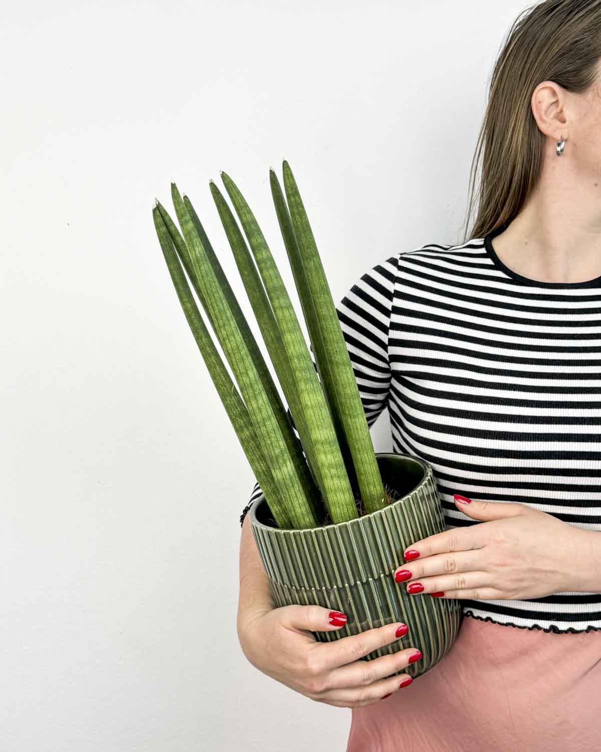 Svekrvin jezik 'Straight' (Sansevieria cylindrica) (M) - Džungla Plants