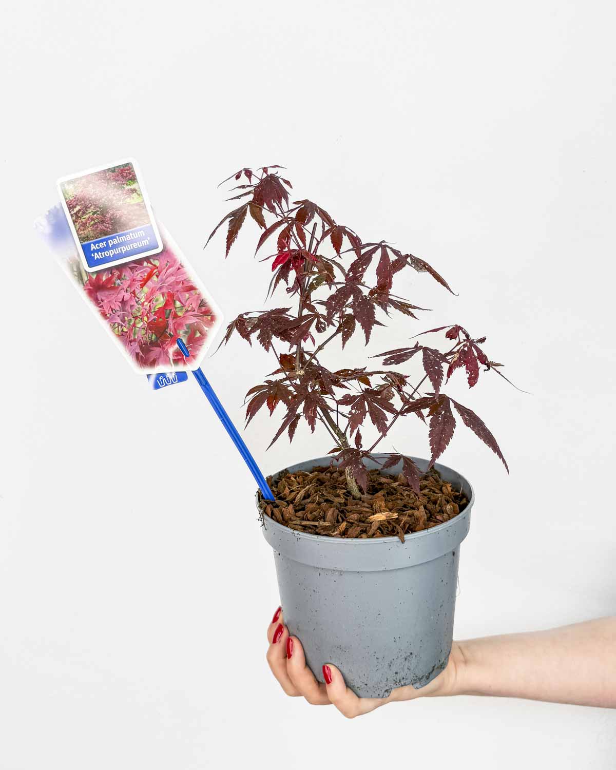 Dlanolisni japanski javor 'Atropurpureum' (Acer palmatum) (L) 'SPASI ME ...