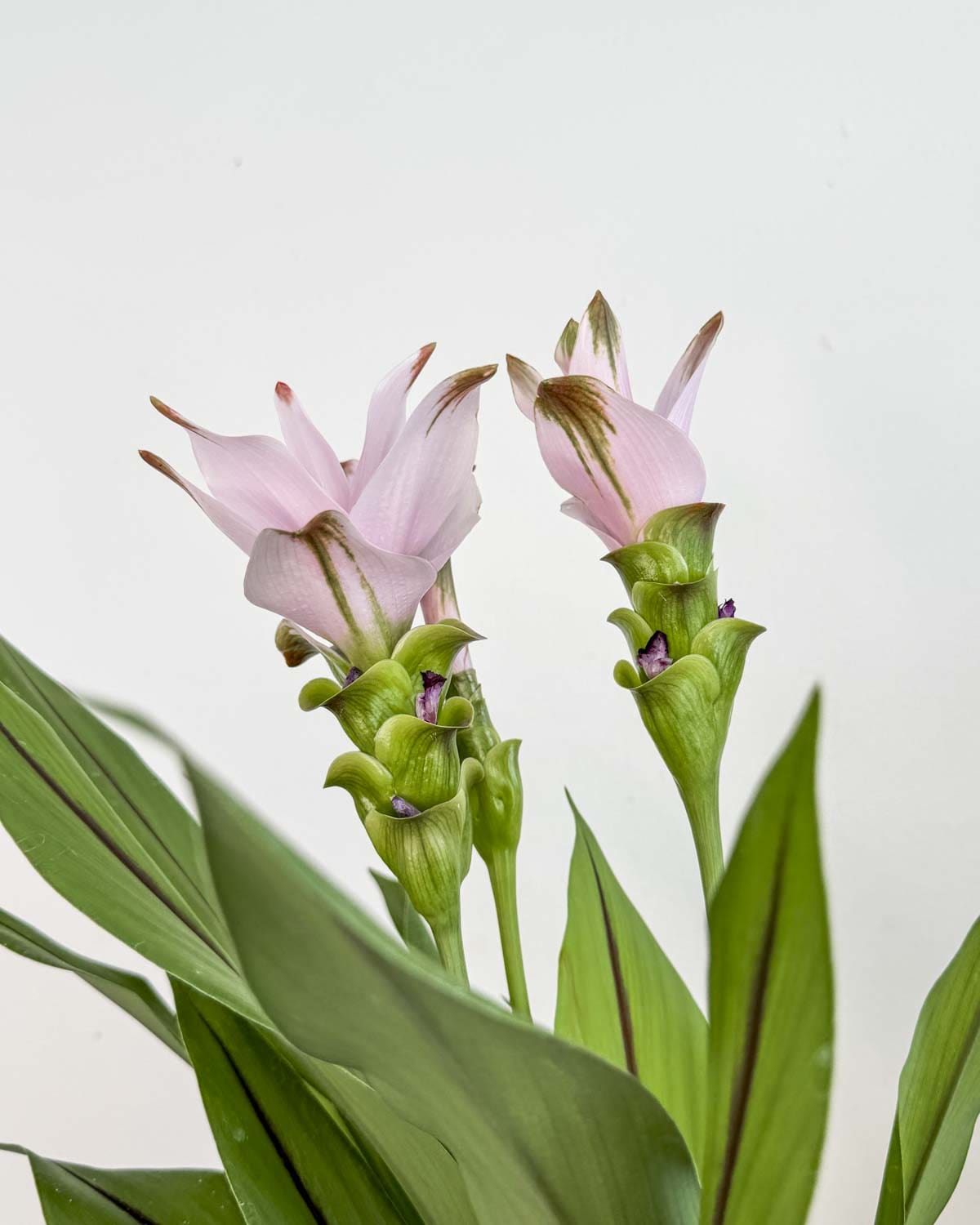 Siamski tulipan ‘Siam Swing’ (Curcuma alismatifolia) (L) - Džungla Plants