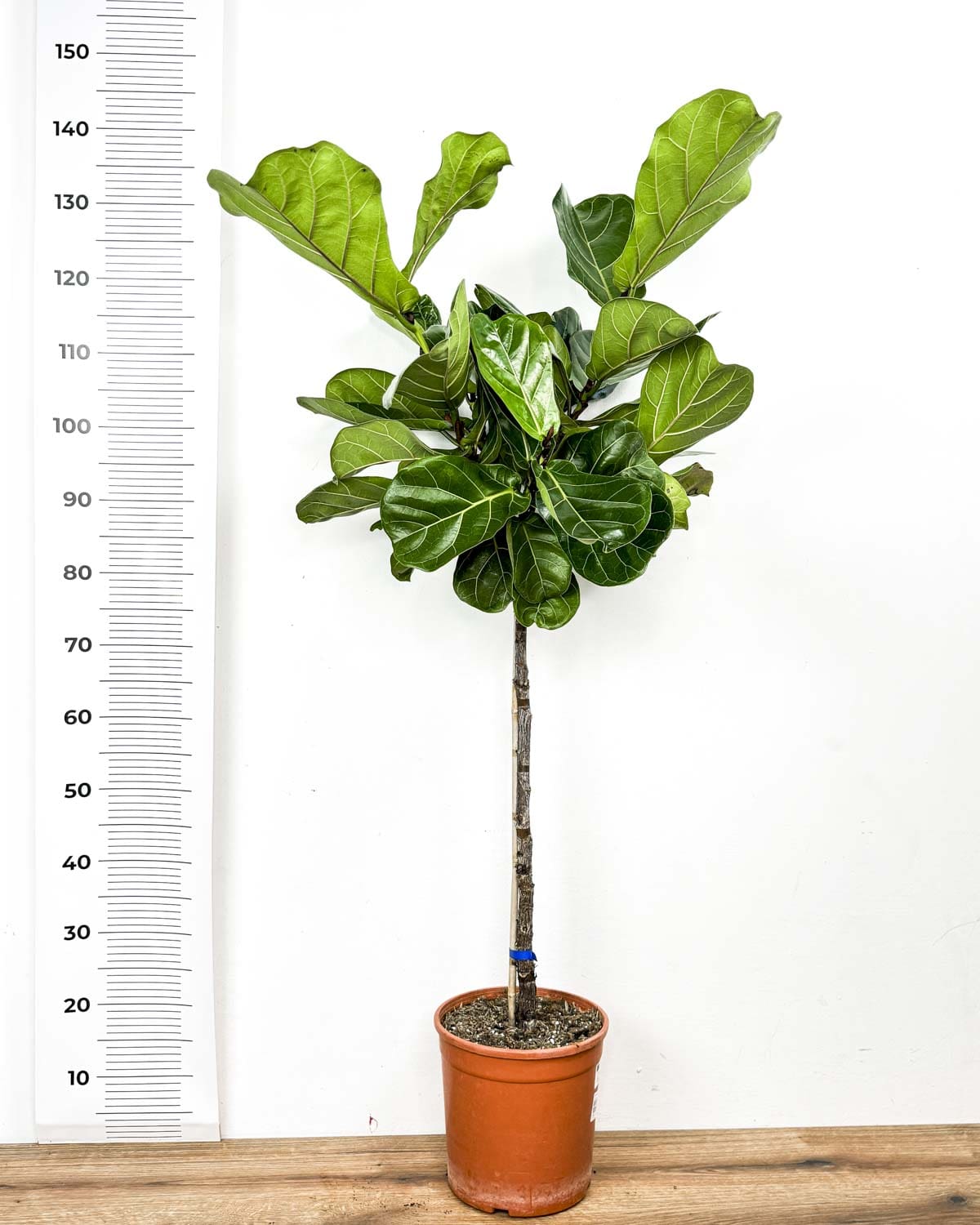 Ficus lyrata (XXL) - Džungla Plants