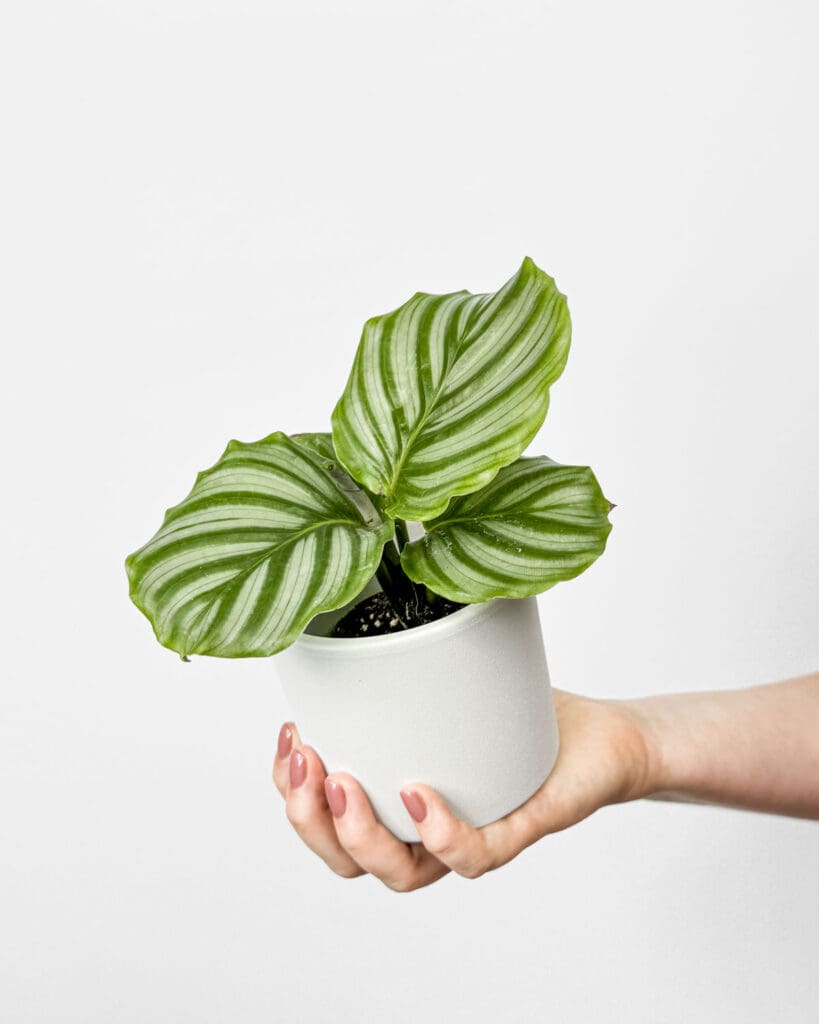Kalateja orbifolia (Calathea) (S) - Džungla Plants