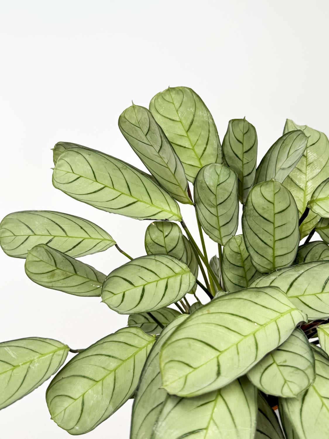 Fishbone Prayer plant (Ctenanthe burle-marxii) (S) - Džungla Plants